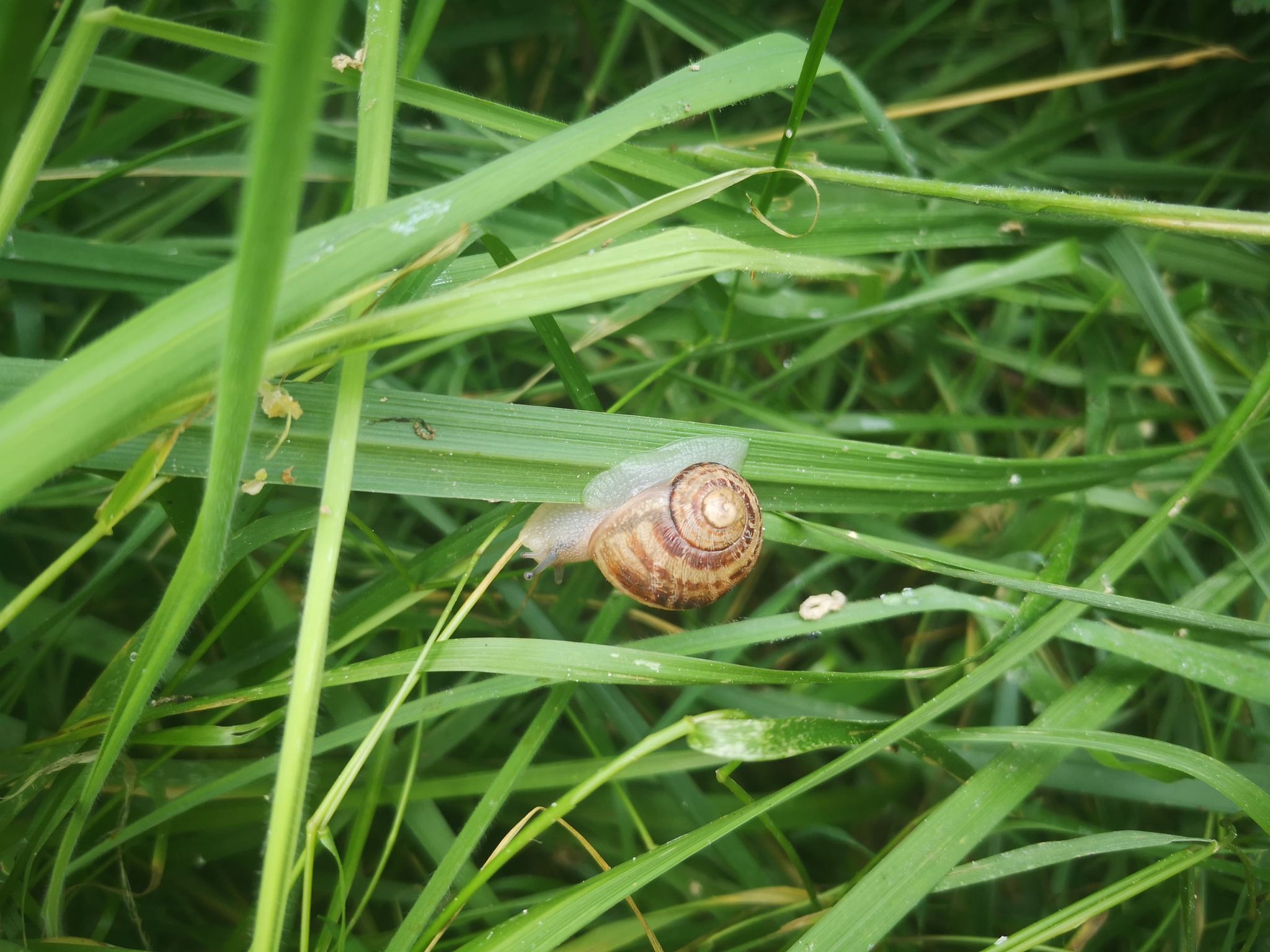 L'Escargot Commingeois – Escargots nés, élevés et transformés en France